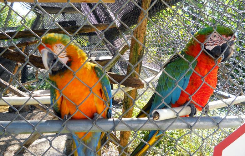 Octagon Wildlife Sanctuary a haven for animals | News Archives ...