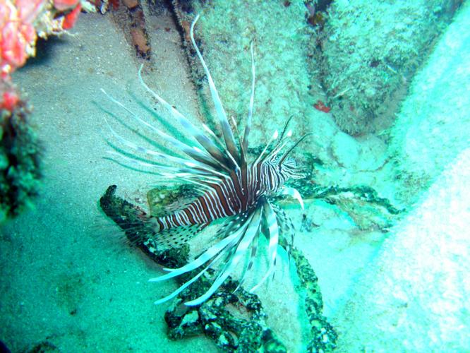 Diving on the Novak | Waterline | yoursun.com