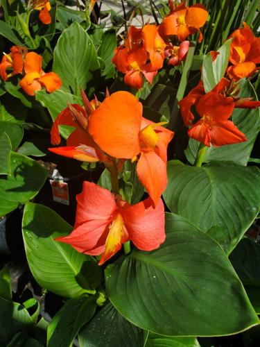 COLUMN: Cannas – my favorite spring rhizome | Port Charlotte News ...