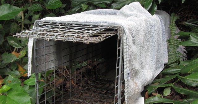 Rabies scare — search on for stray cat | News Archives | yoursun.com