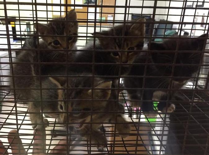 Merry PAWSmas: a pet adoption event | Newsarchives | yoursun.com