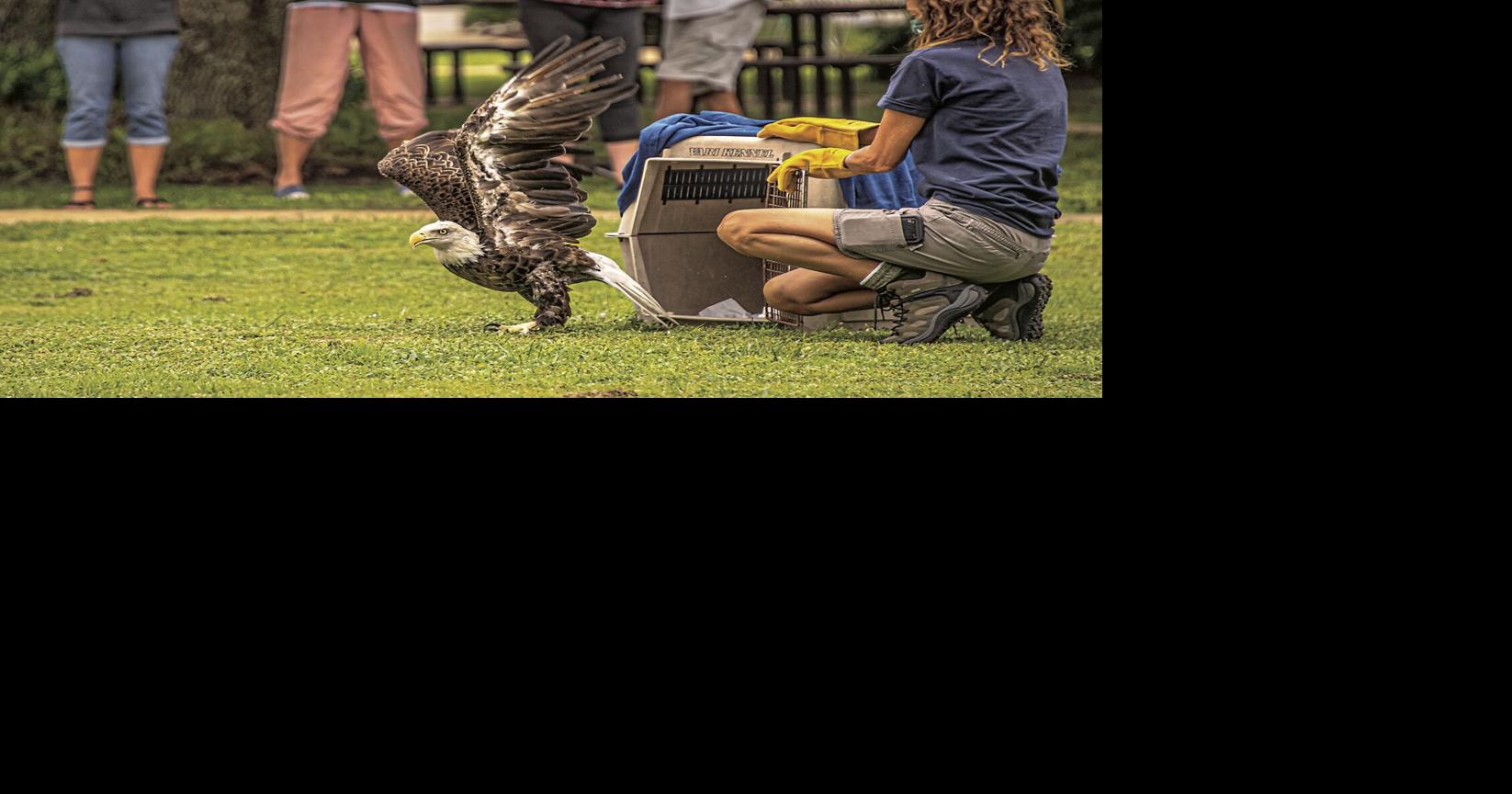 Fried eagle flies again | Waterline | yoursun.com