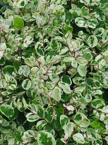 COLUMN: The snowbush rises again? | Port Charlotte News | yoursun.com