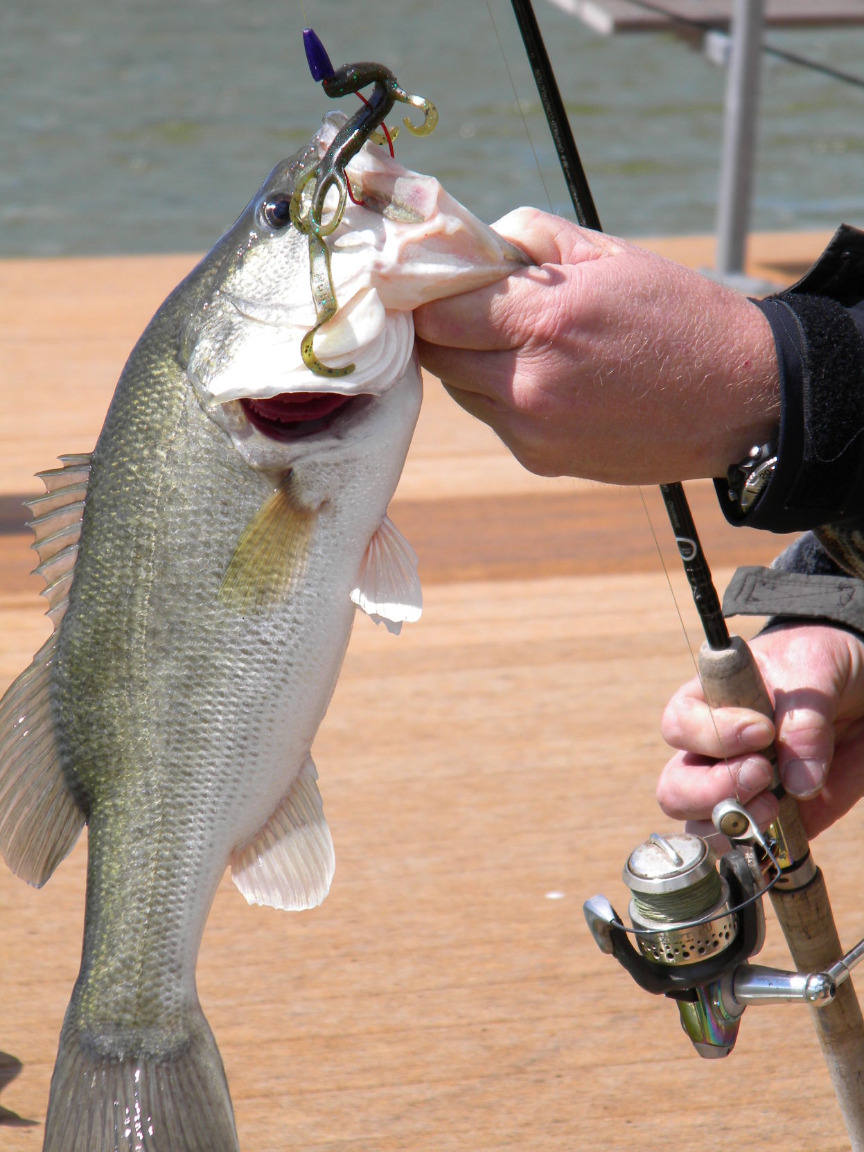 The best technique for Florida bass | Waterline | yoursun.com