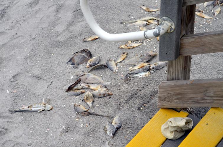 Inventor advertises sale of red tide cure | The Gondolier | yoursun.com