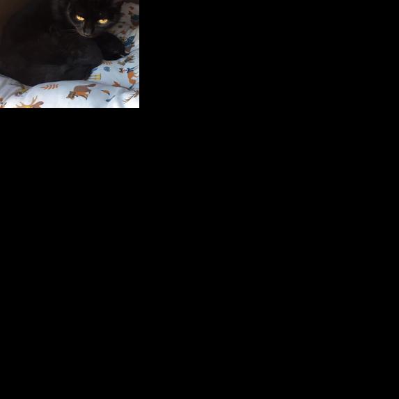 Merry PAWSmas: a pet adoption event | Newsarchives | yoursun.com