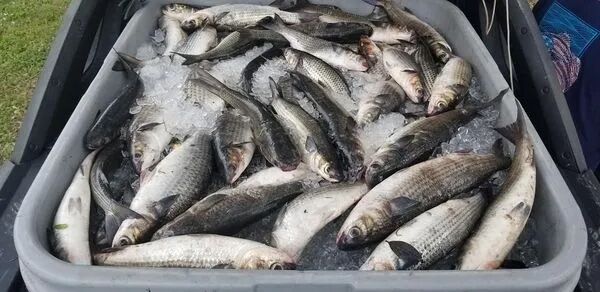 Mullet Fest aims to bring Old Florida back | The Daily Sun | yoursun.com