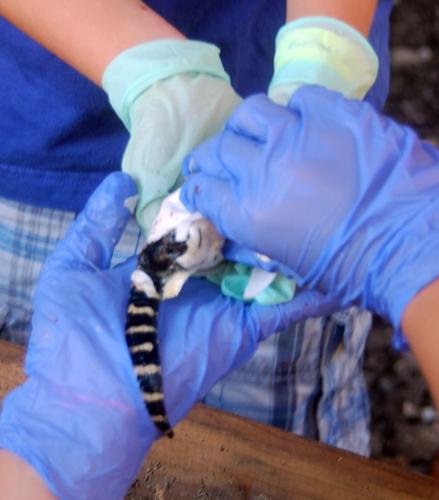 Gator hatchin’ | Newsarchives | yoursun.com