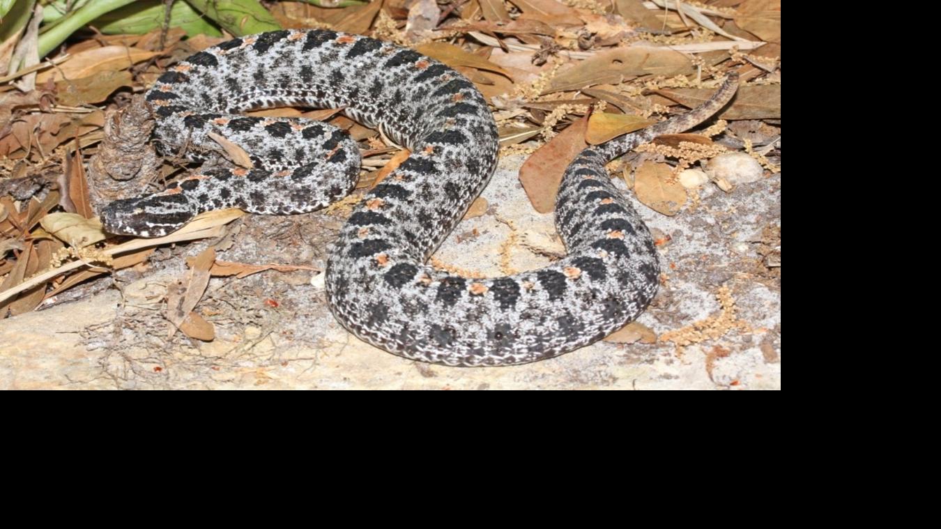 Pygmy rattler bites Englewood man | Charlotte Sun | yoursun.com