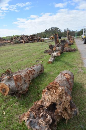 High volumes of vegetation debris collection reported across the region ...