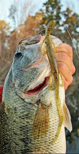 Carolina rigging for big bass | Waterline | yoursun.com