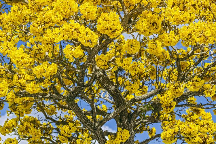 The need for trees | The Daily Sun | yoursun.com
