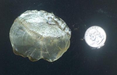 Tarpon scales as trophies | Waterline | yoursun.com