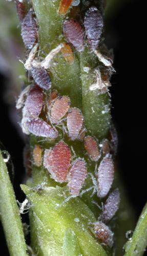 COLUMN: Tiny purple parasites | Daily Break | yoursun.com