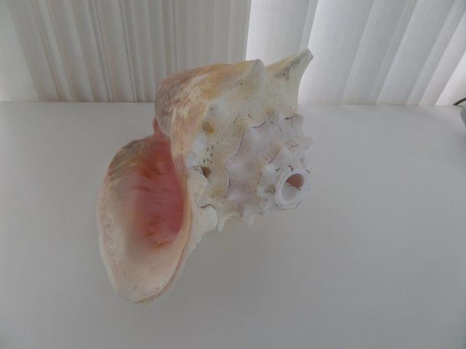 The history behind the fourth annual New Year’s Eve Conch Blow | News ...
