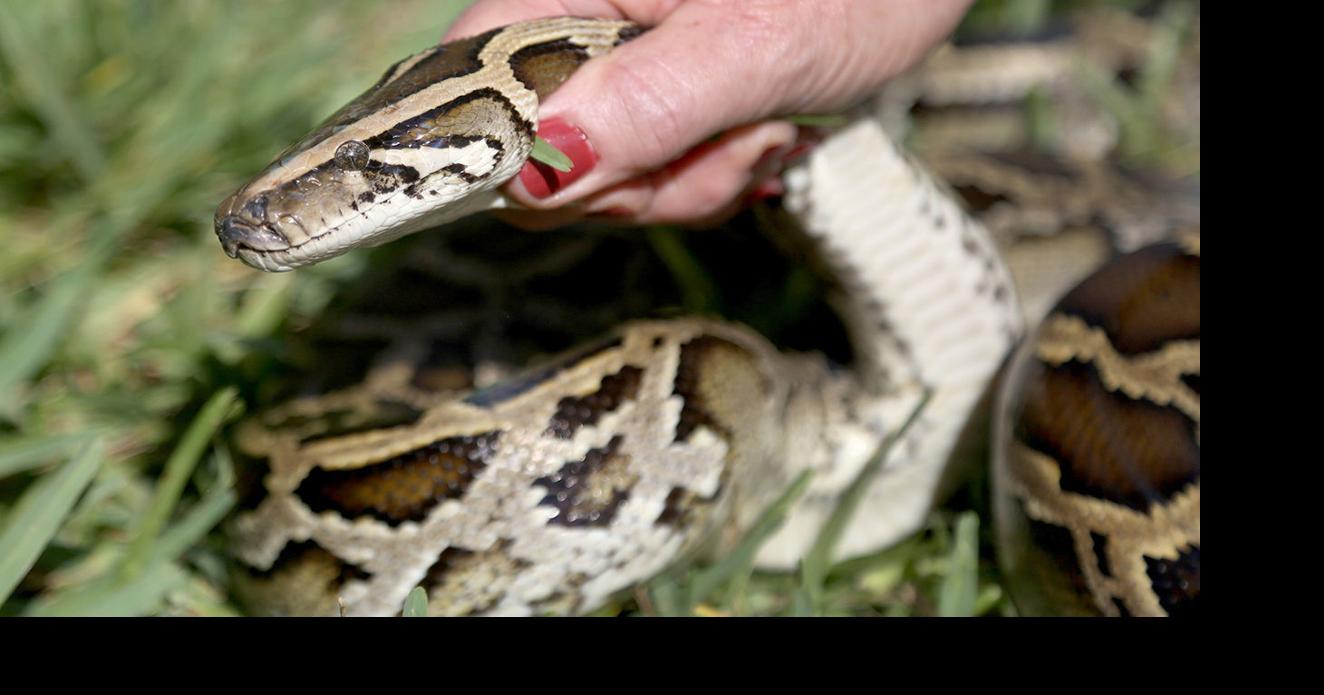 106 Burmese pythons captured in S. Fla., including 15-foot giant ...
