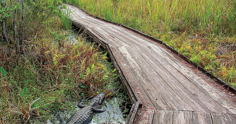 Florida Master Naturalist fun | Waterline | yoursun.com