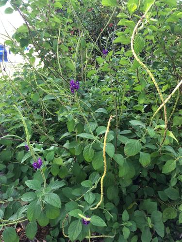 Attracting butterflies to your yard is fun if you do it right | Sebring ...