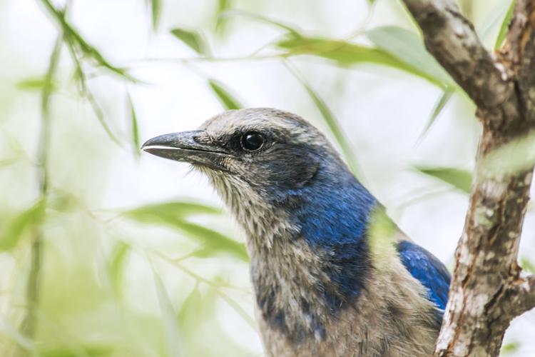 Florida scrub jay program is tonight in Englewood | News Archives ...