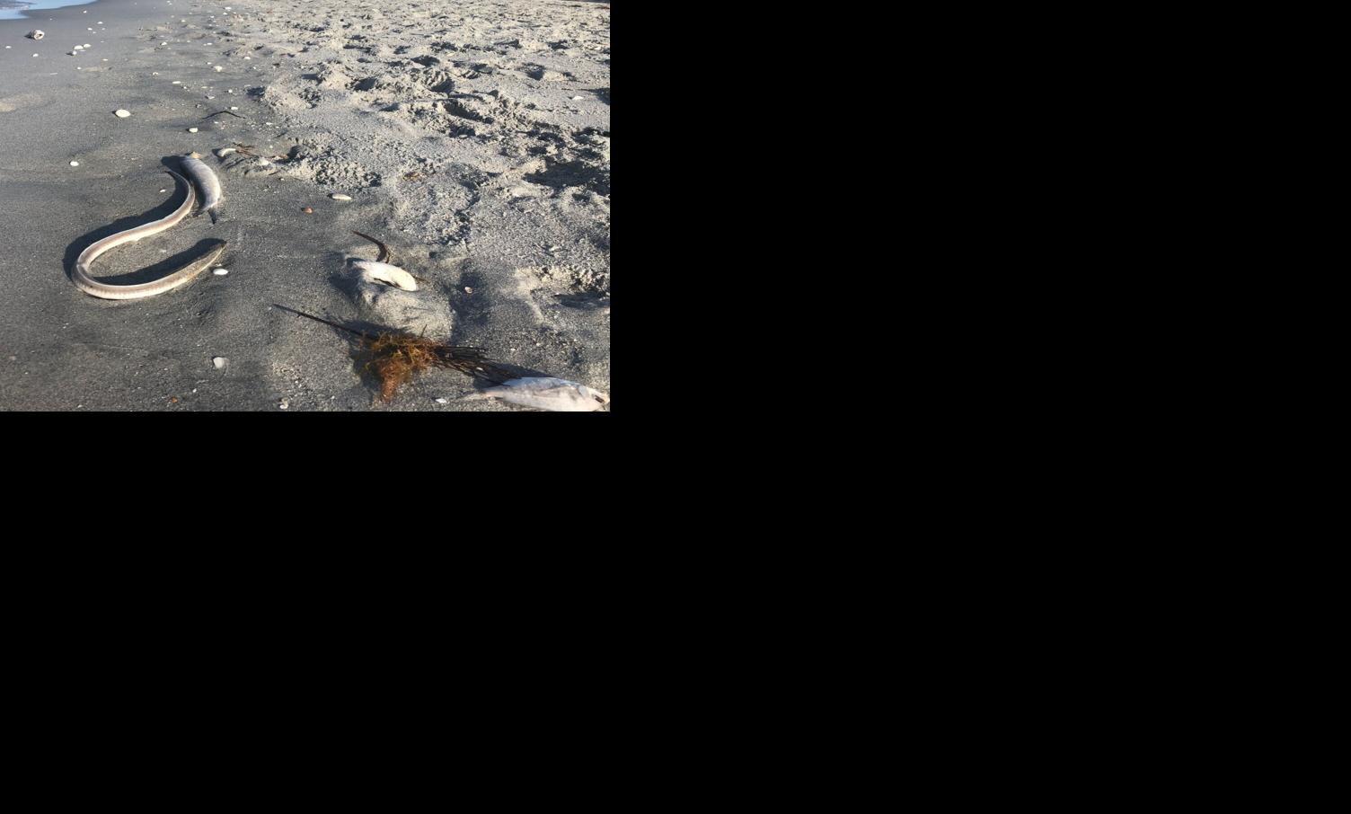 Red tide hits Manasota Key; fish kill at Englewood Beach | Red Tide ...