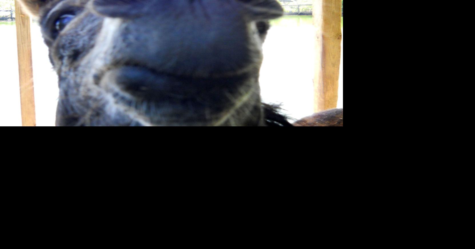 Octagon offers education, entertainment | News Archives | yoursun.com