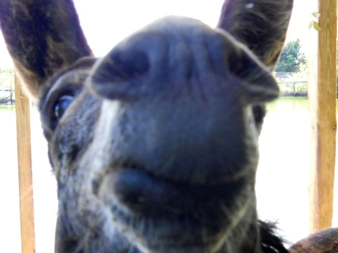 Octagon Wildlife Sanctuary a haven for animals | News Archives ...