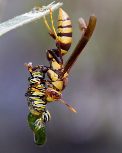 The migration of monarchs | Daily Break | yoursun.com