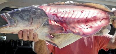 How to kill a fish | Waterline | yoursun.com