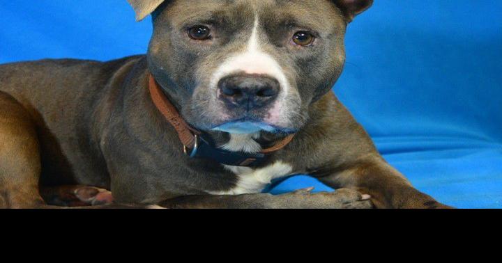 AWL Pet of the Week | News Archives | yoursun.com