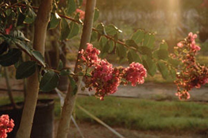 Cherry Lake Tree Farm | Newsarchives | yoursun.com