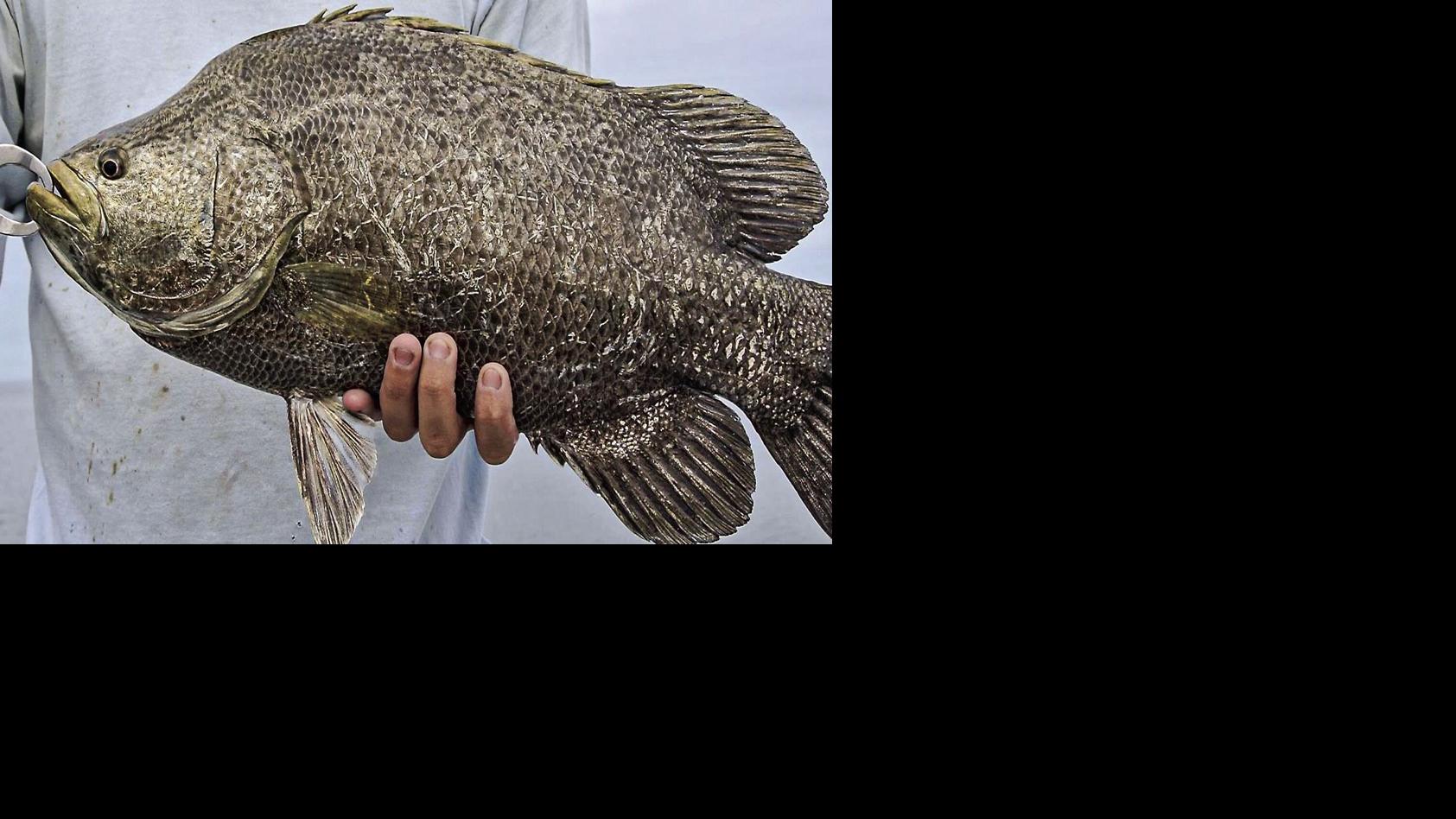 Three times the fun: How to catch yourself a tasty tripletail ...