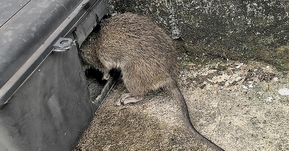 How rodent problems become wildlife problems | Waterline | yoursun.com
