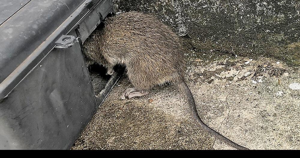 How rodent problems become wildlife problems | Waterline | yoursun.com