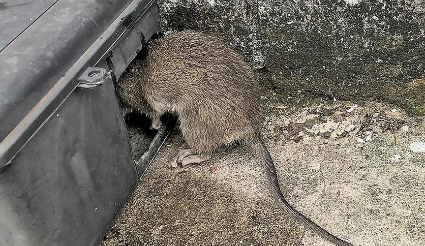 How rodent problems become wildlife problems | Waterline | yoursun.com