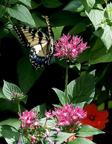 Sunstar pentas: Award-winning flowers you might want to try in your ...