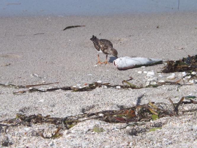 Red tide fish kill dribbling onto Manasota Key | News Archives ...