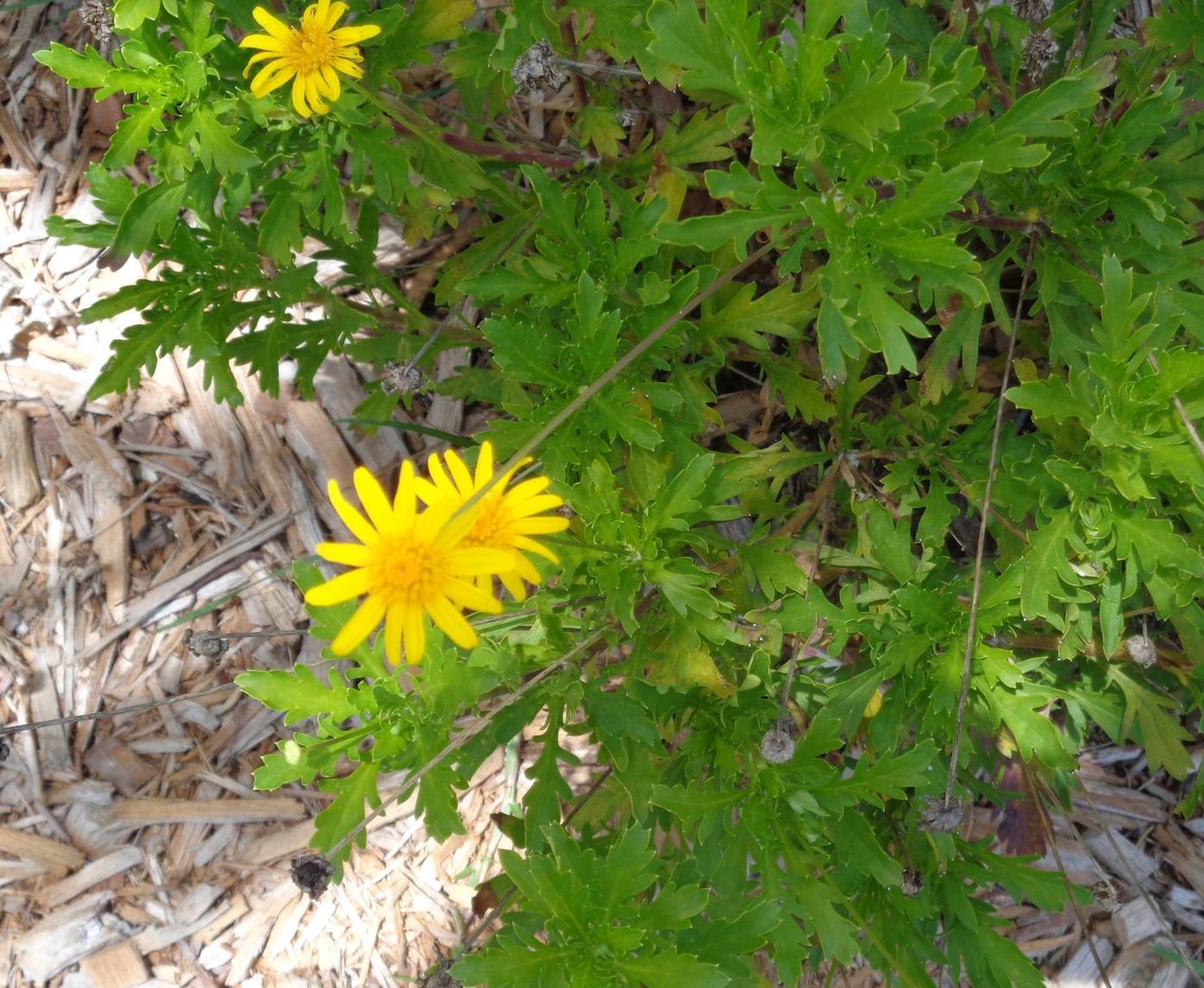 The bush daisy is a reliable perennial | Features | yoursun.com