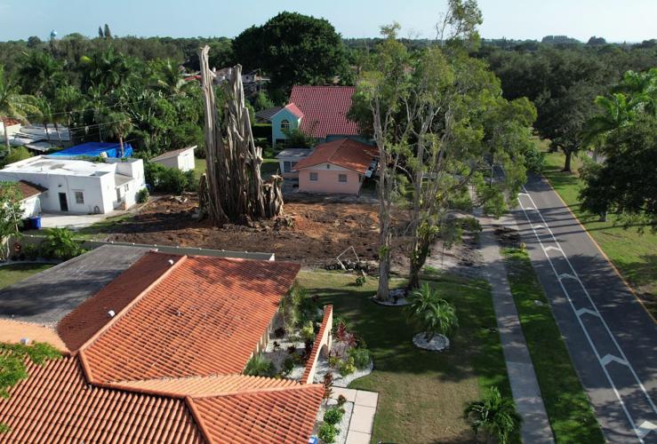 Banyan tree land on the market | The Gondolier | yoursun.com