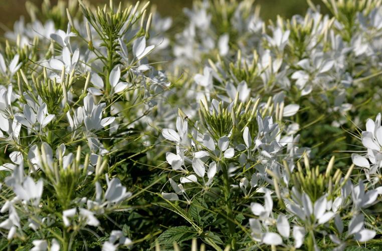 COLUMN: Magnificent cleomes: No spiders, just flowers | Port Charlotte ...