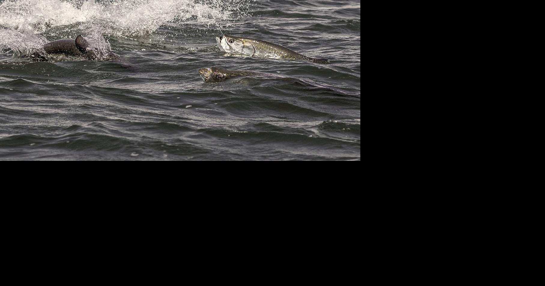 Tail end of tarpon season | Waterline | yoursun.com