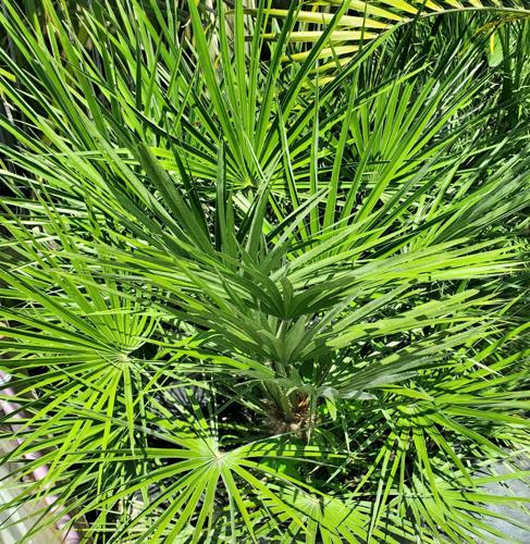 COLUMN: A palm from Europe? | Port Charlotte News | yoursun.com