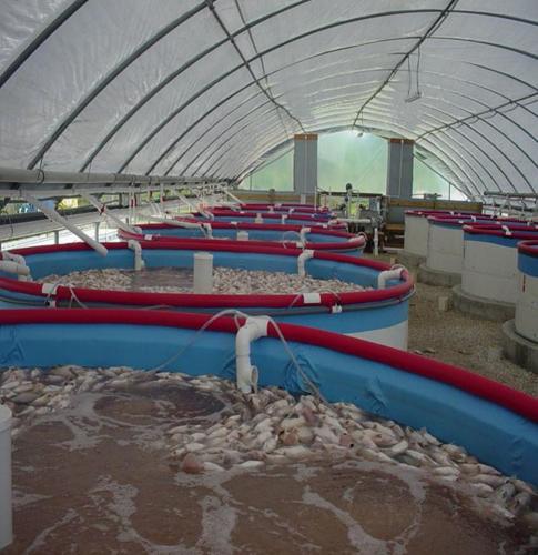 Authorities probe farm fish kill | News Archives | yoursun.com