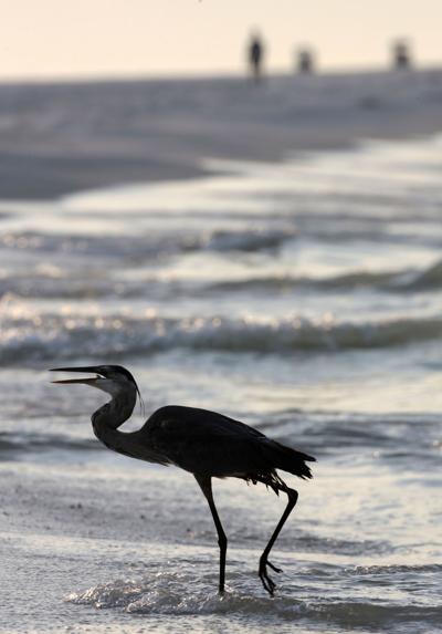Sea creatures flee oil spill, gather near shore | News Archives ...