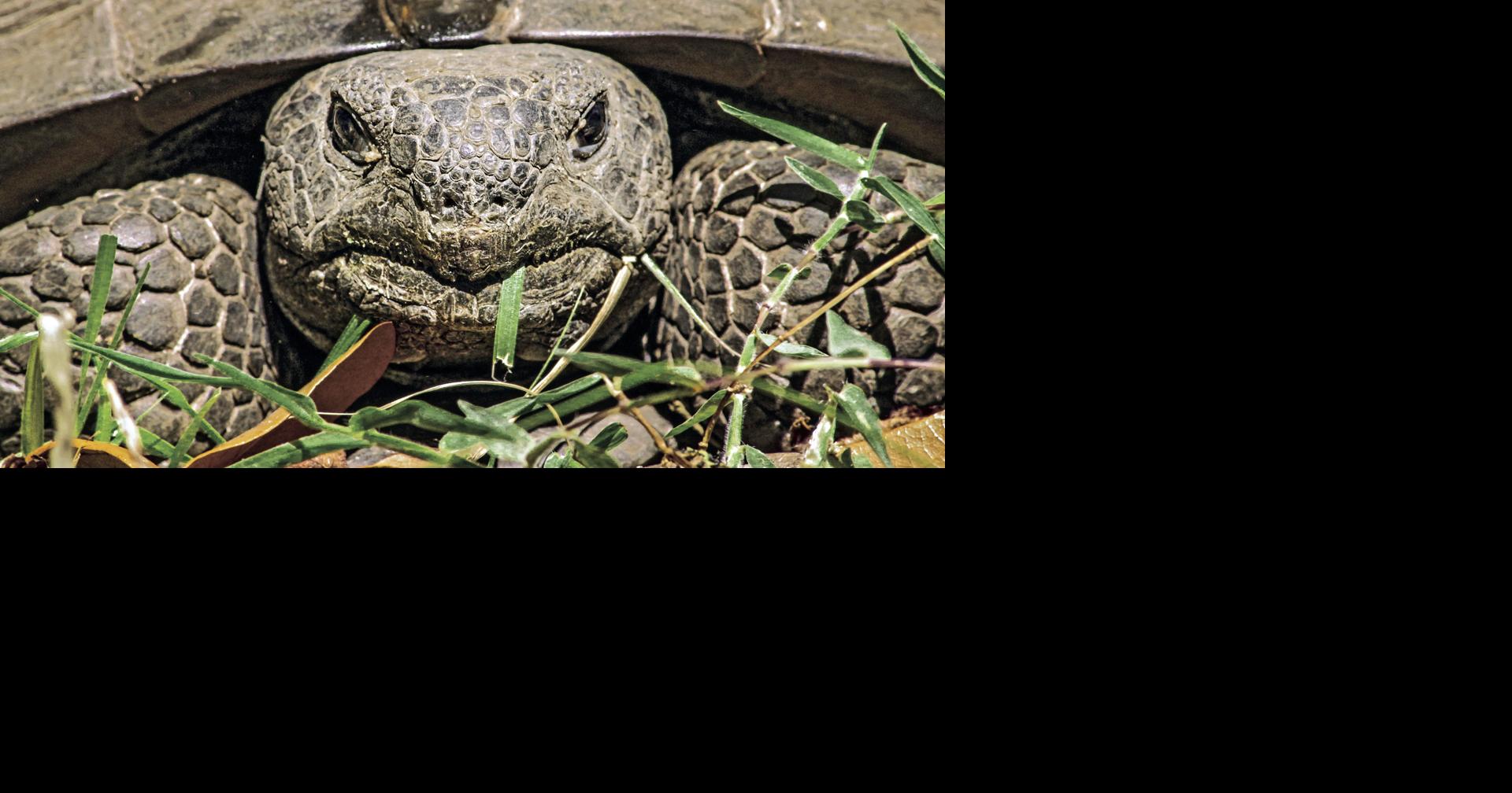 Signs of the times: Group hopes awareness campaign will keep gopher ...