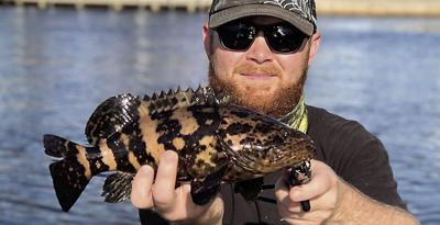 Goliaths are still protected | Waterline | yoursun.com