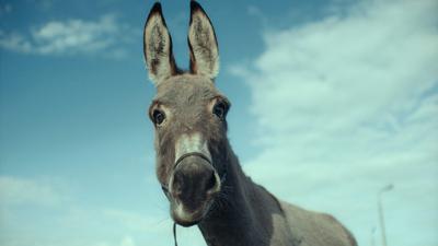 'EO' is a gorgeous portrait of a donkey | Daily Break | yoursun.com