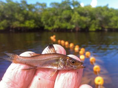 Snook and sunken boats | Waterline | yoursun.com