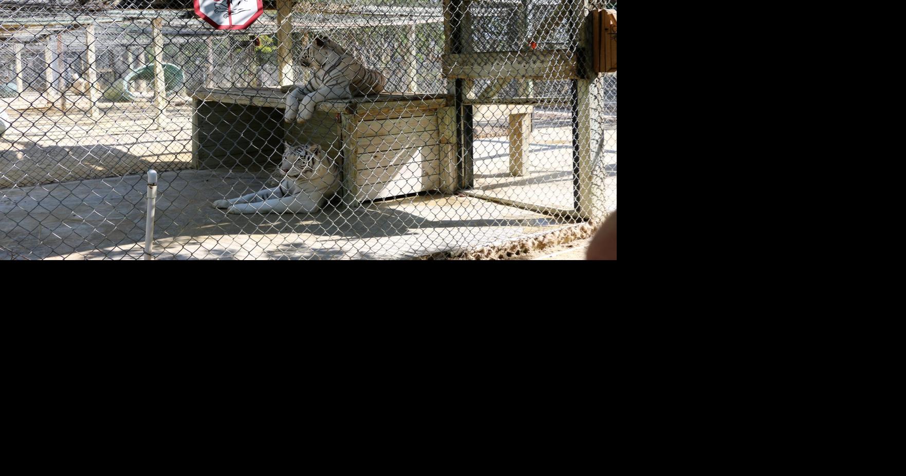 Octagon Wildlife Sanctuary hosts annual community appreciation day ...