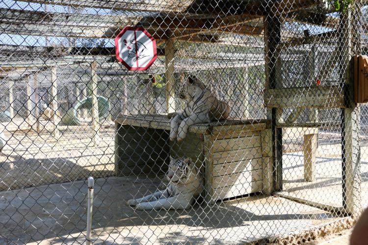 Octagon Wildlife Sanctuary — A haven for unwanted animals | News ...