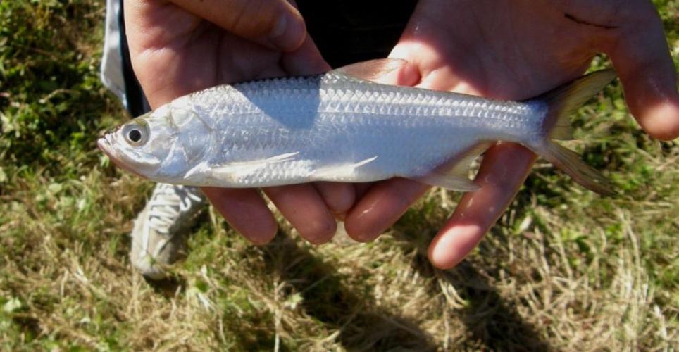 Nurturing future generations of tarpon | The Daily Sun | yoursun.com